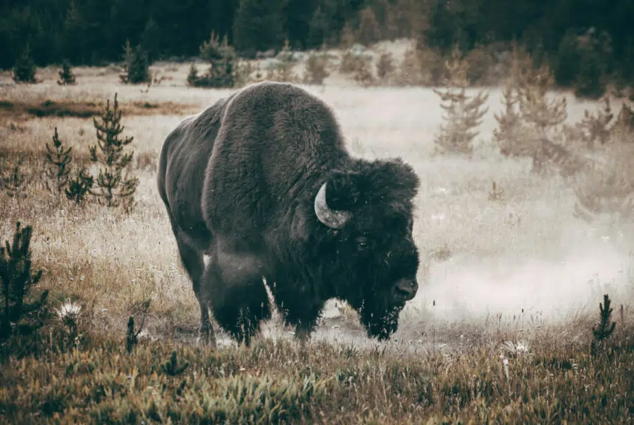 Everything to Know About Bison Hunting | West Canyon Ranch